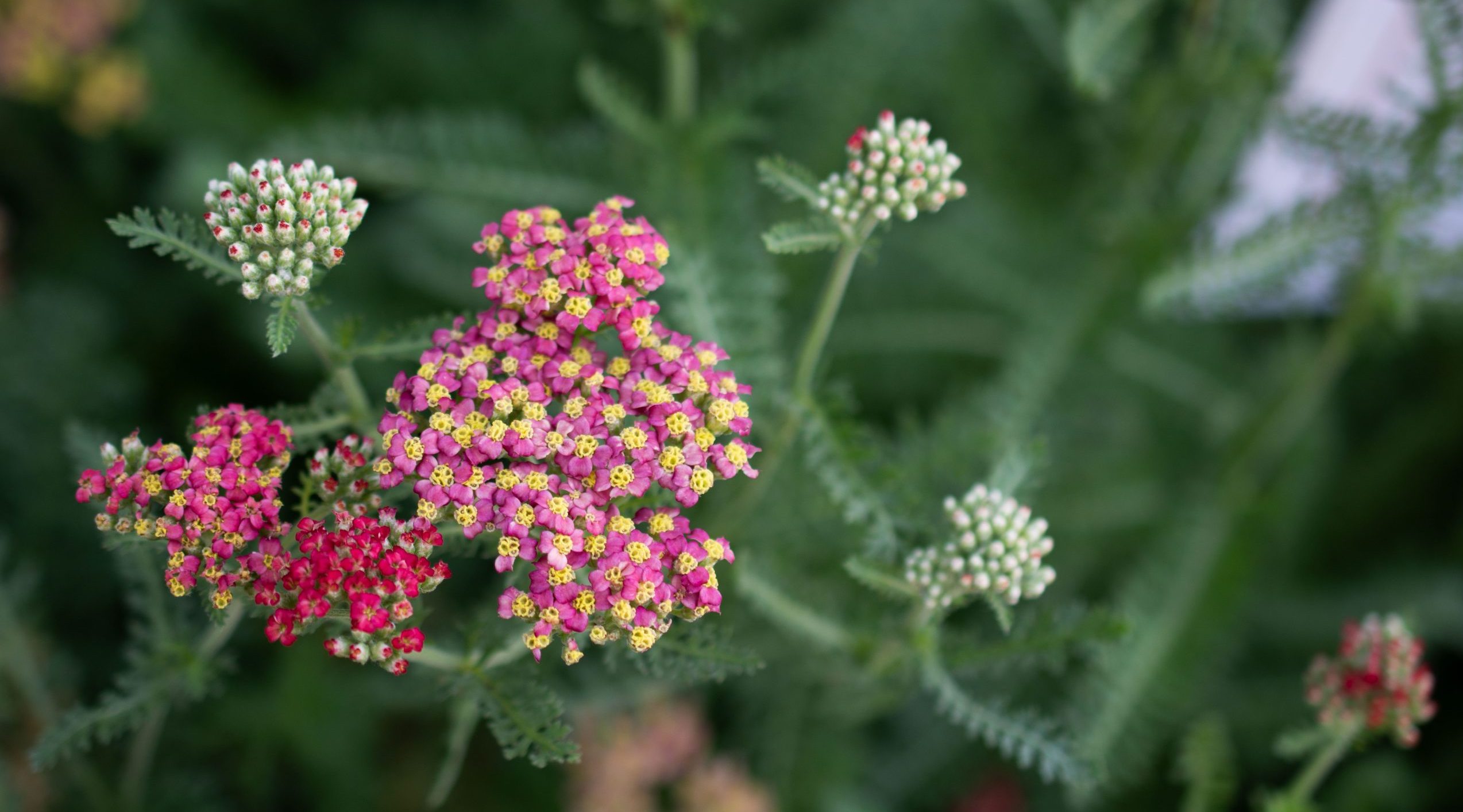 Preparing Your Fall Gardens in the Texas Hill Country - The Cibolo ...