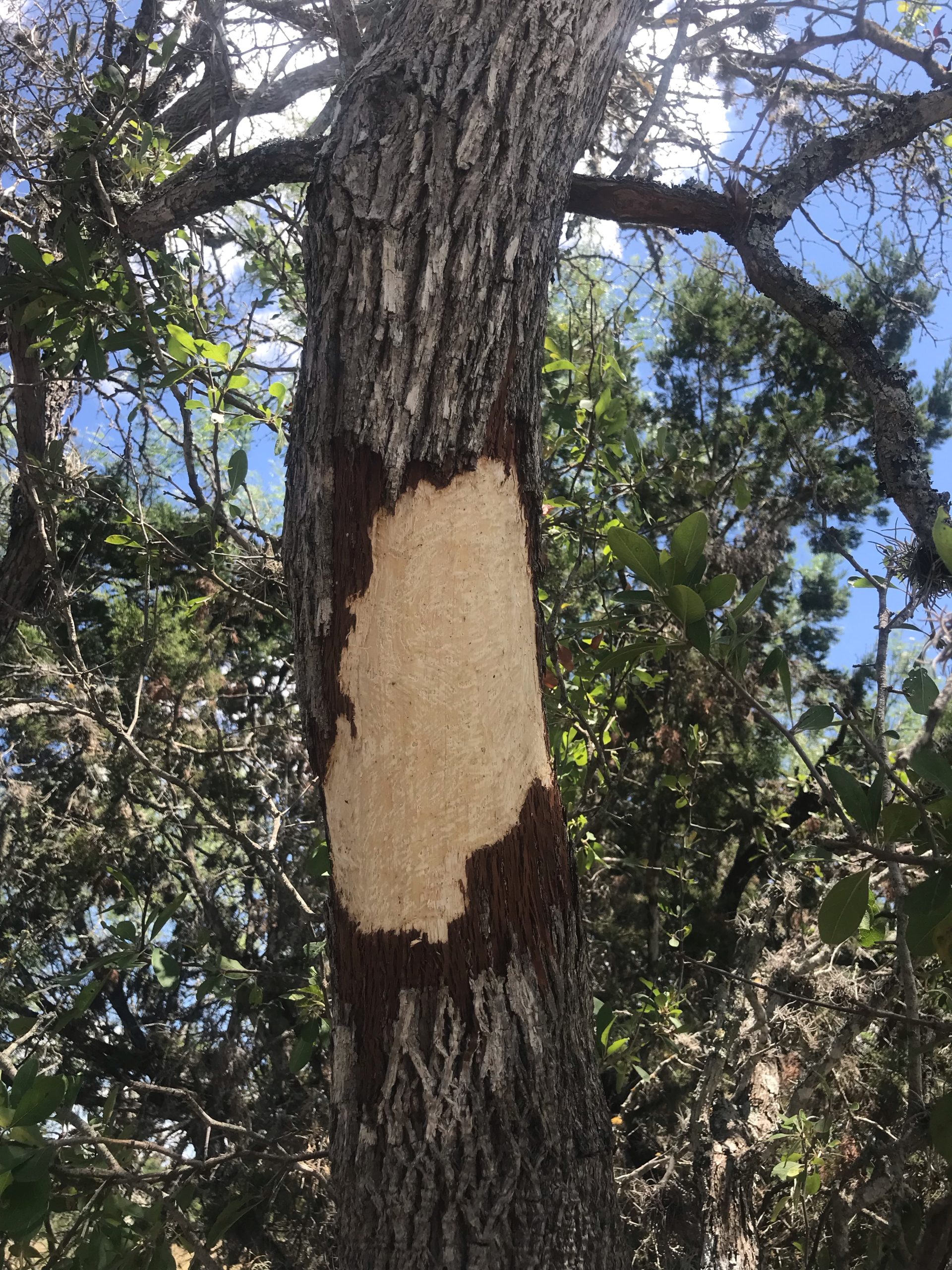 Porcupines: Living and Learning on Your Land - The Cibolo Center for ...