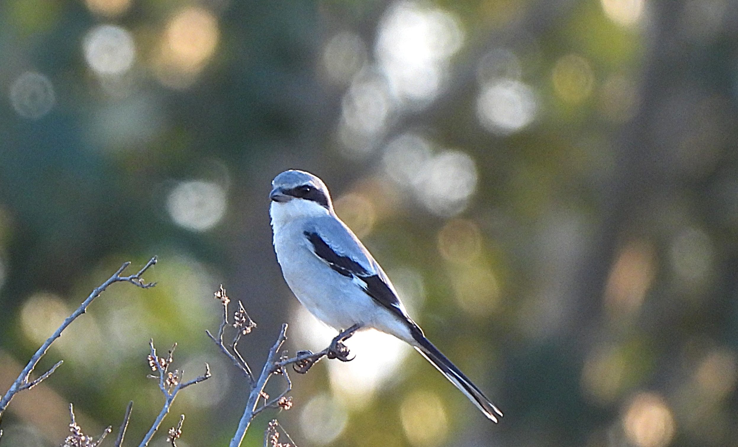 A Butcher of a Bird - The Cibolo Center for Conservation